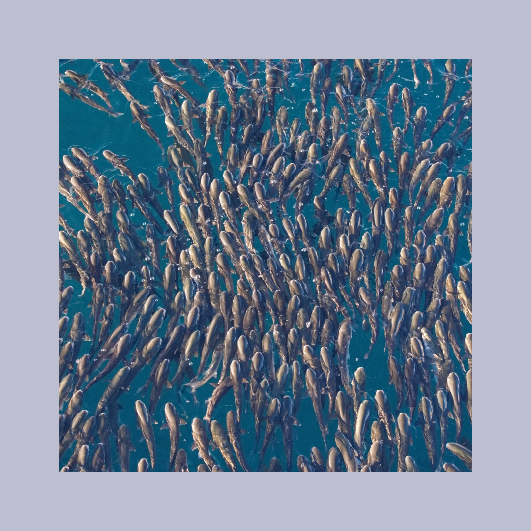 Lessebo Colours lilac 300g/m² 700 x 1000 mm LG